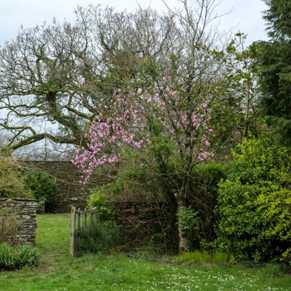 How to plant a magnolia tree this November | Ideal Home