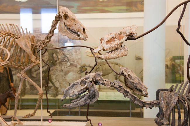 15 extinct giants that once roamed North America | Live Science