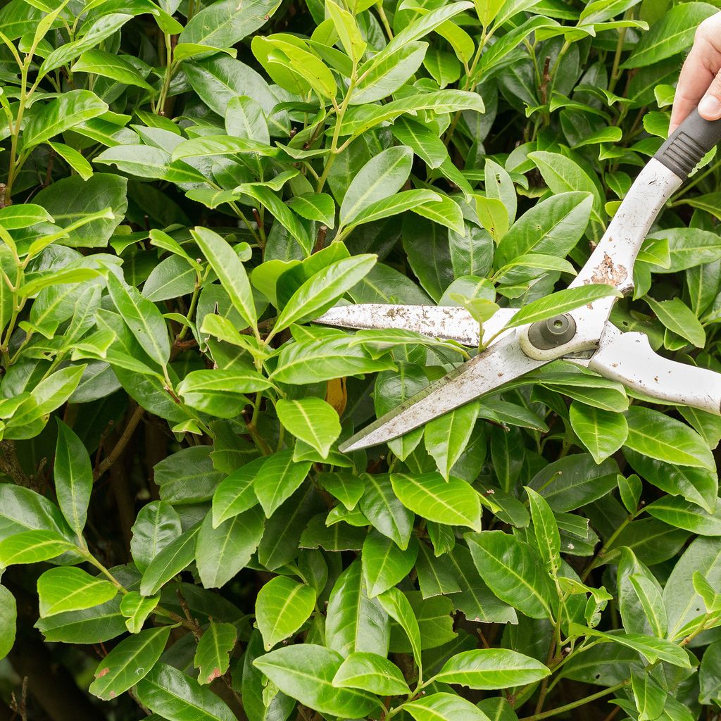 When to prune laurel - experts reveal the perfect time | Ideal Home