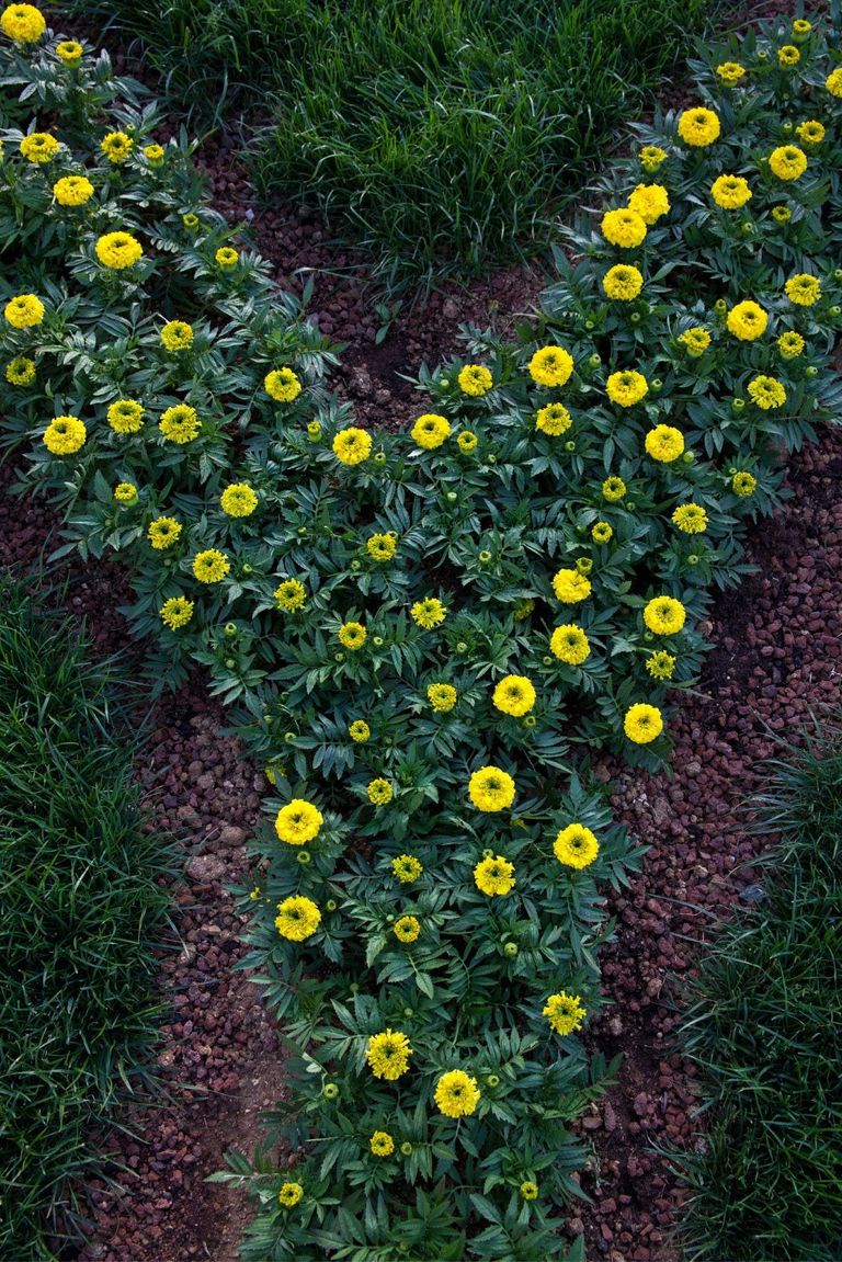 Child's Alphabet Garden - ABC Garden Ideas For Kids | Gardening Know How