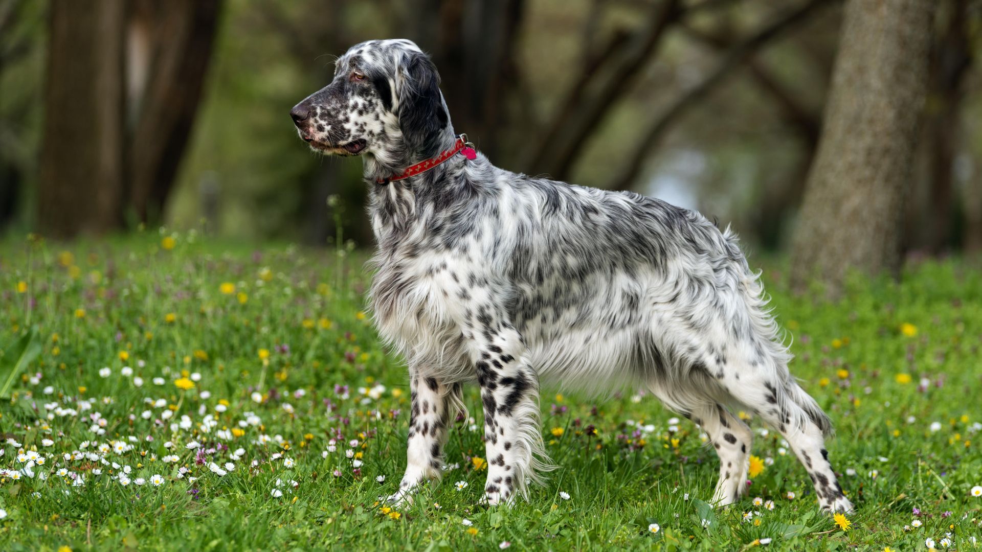 English Setter: Breed profile and information | PetsRadar