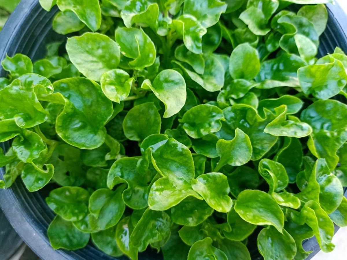 Potted Watercress Plants - Tips For Growing Watercress In Containers ...