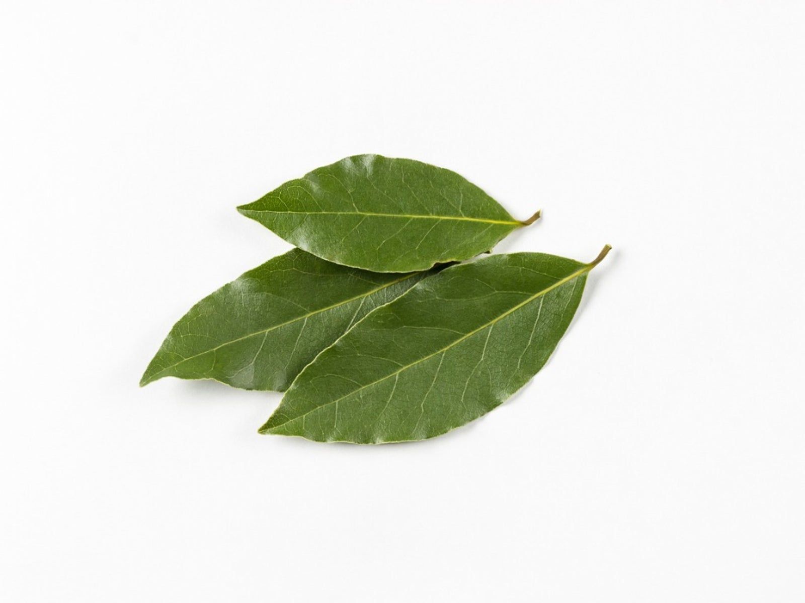 Recognizing Edible Bay Leaves: Can You Cook With All Bay Leaves ...