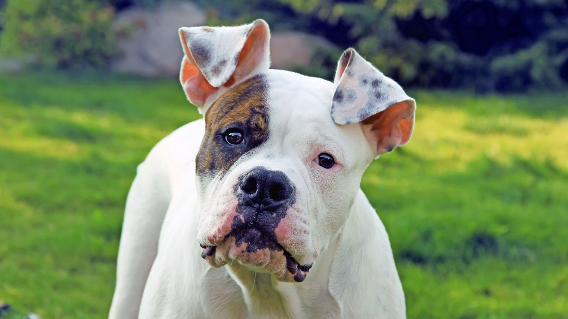 American Bulldog: Breed guide and information | PetsRadar