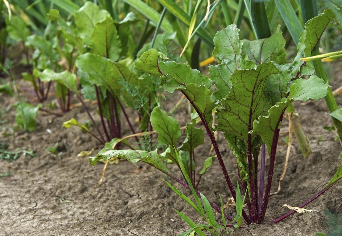 Facts About Beets - How Tall Do Beet Plants Grow | Gardening Know How