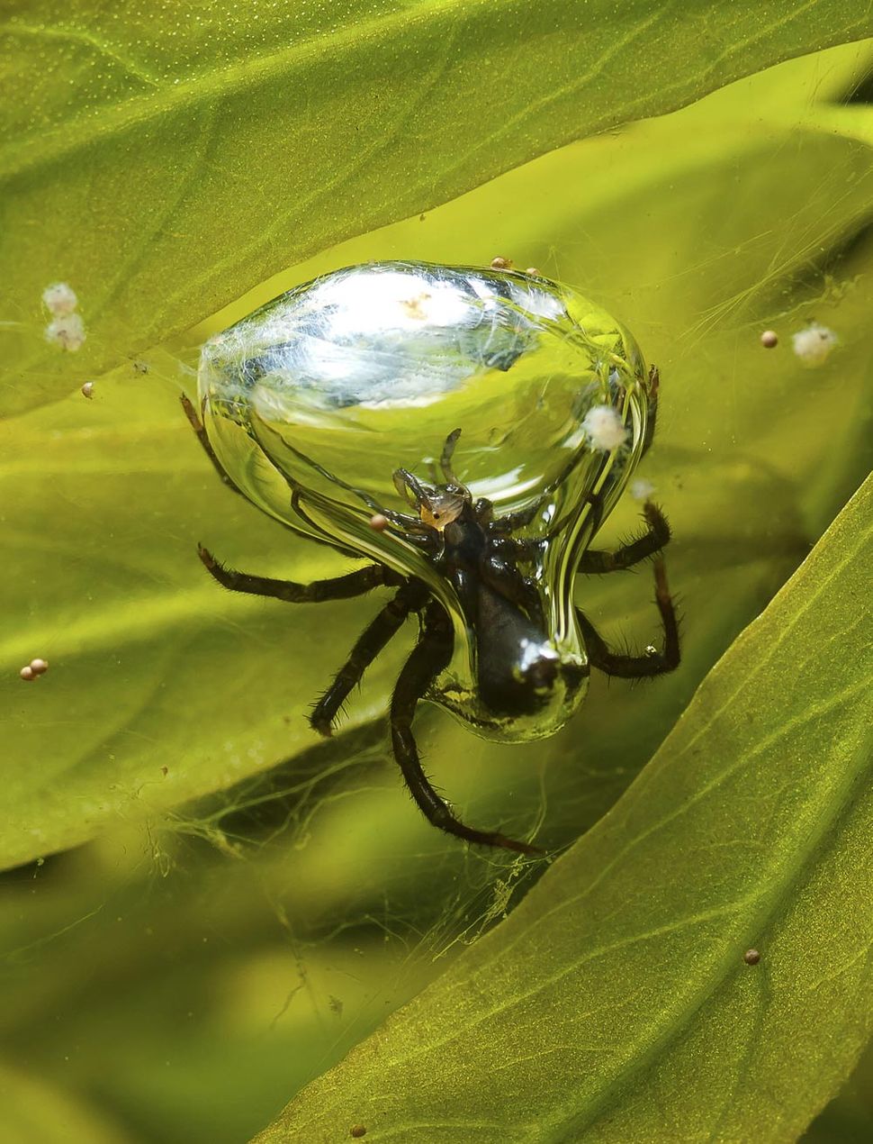 Underwater Gallery: Diving Spiders | Live Science