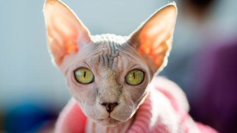 32 things you need to know about sphynx cats | PetsRadar