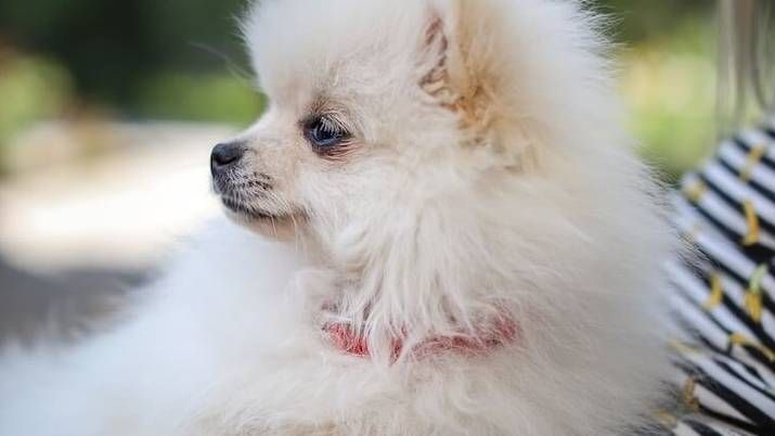 10 adorable teacup dog breeds with bags of personality | PetsRadar
