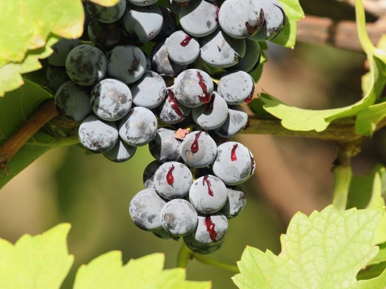 Splitting Grapes On Vine - What To Do When Grape Skins Crack Open ...