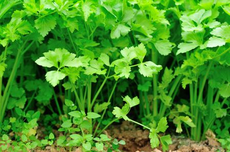 Tips & Information about Celery | Gardening Know How