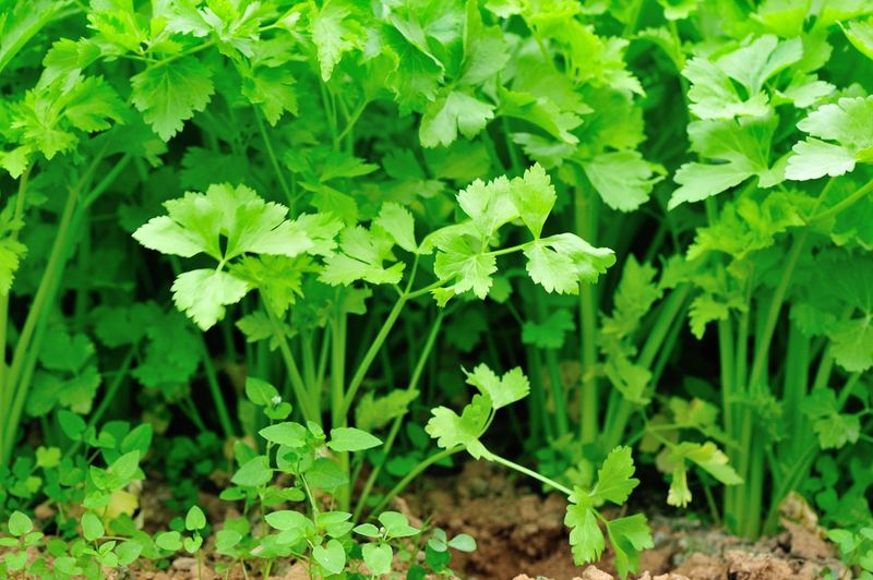 Tips & Information about Celery | Gardening Know How