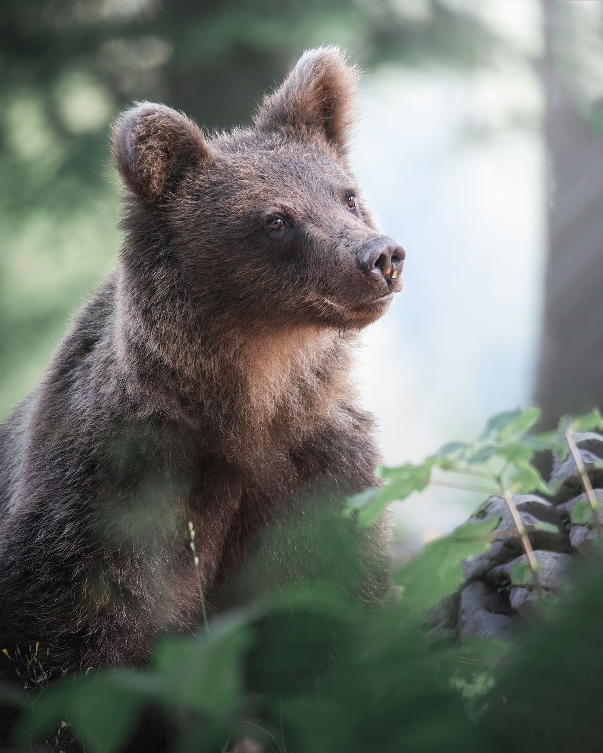 Wildlife photographer Sharon Vanadia shares her story and Canon camera ...
