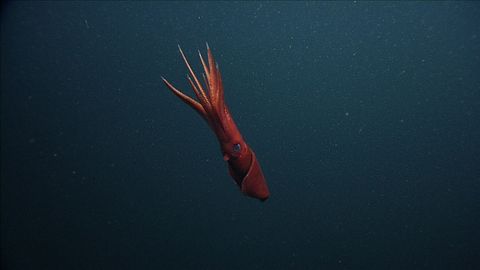 Squid Lose Arms to Escape Predators | Live Science