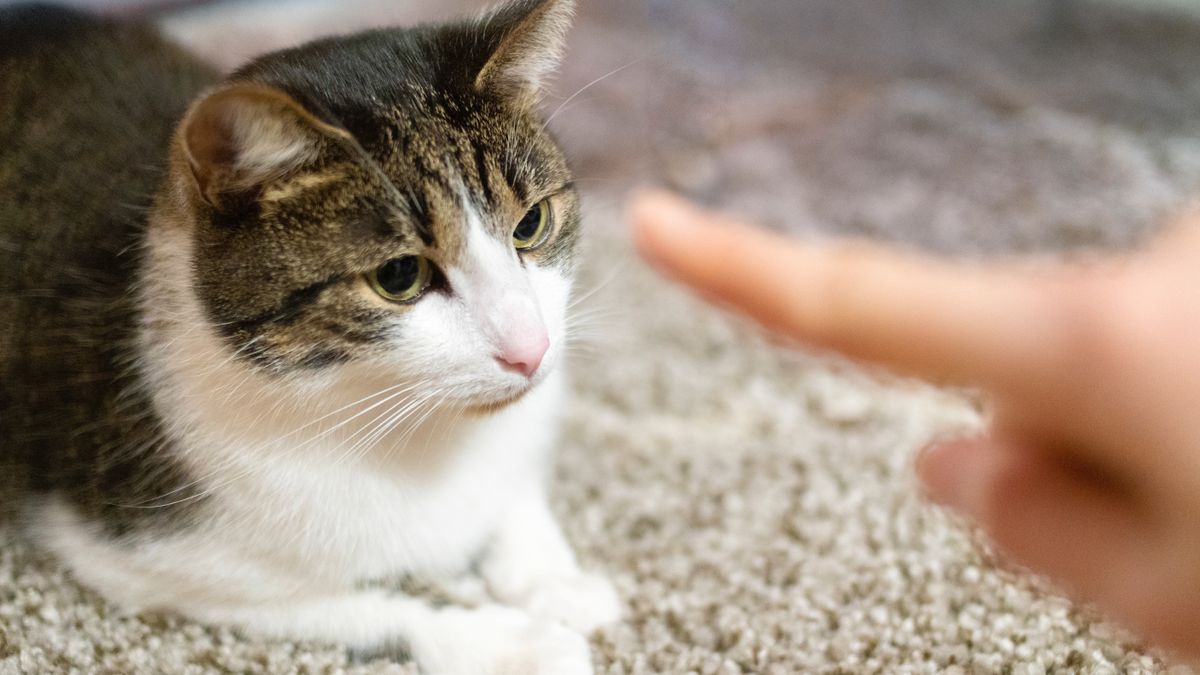 32 reasons to train your cat | PetsRadar