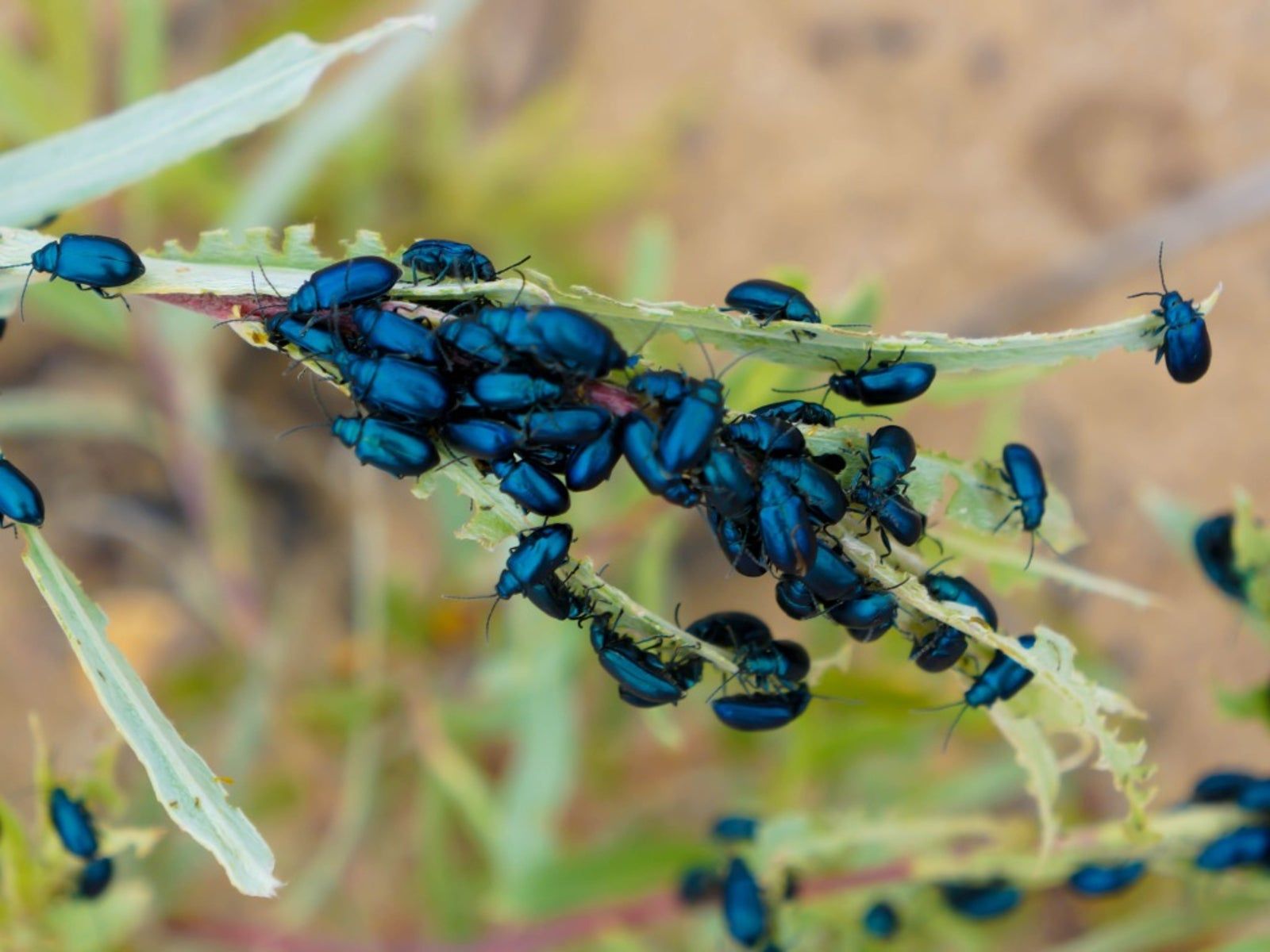 Vegetable Flea Beetle Control - How To Kill Flea Beetles In Vegetables ...