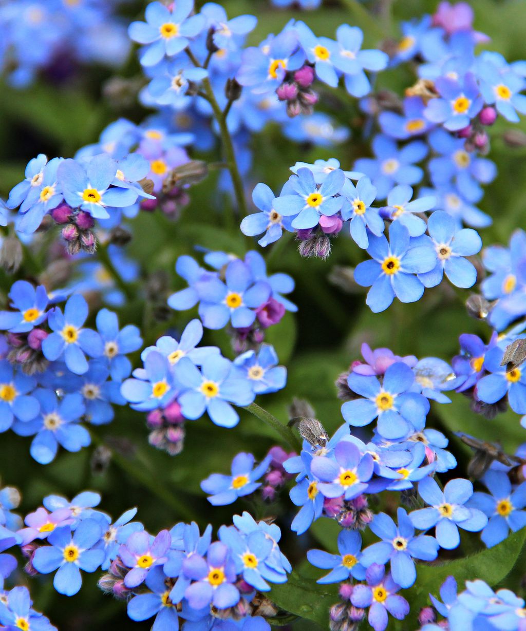 Flowers to plant in July for years of glorious blooms | Homes and Gardens