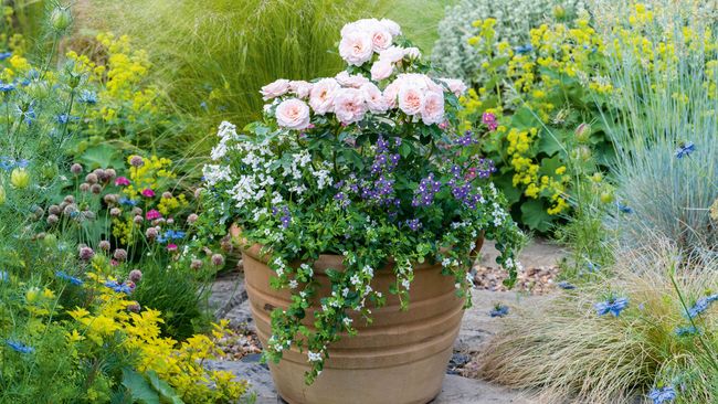 How to plant roses in pots: a simple step-by-step guide | Homebuilding