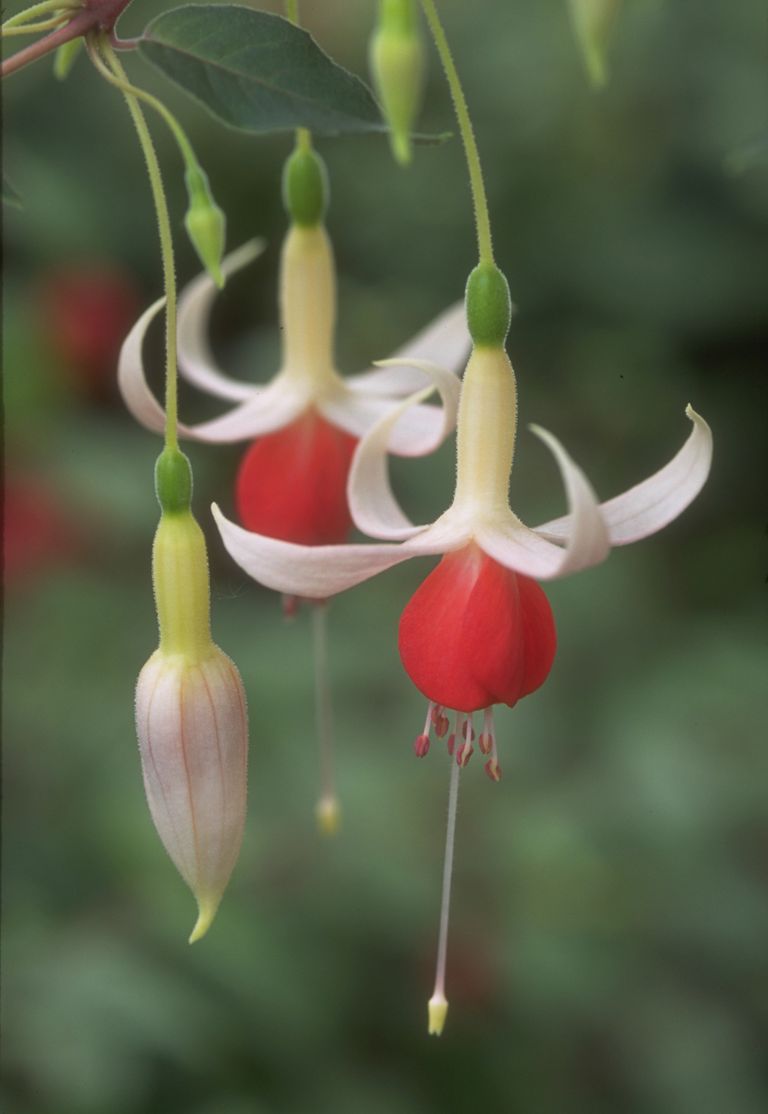 How to grow fuchsias: make them the centrepiece of your borders, pots ...