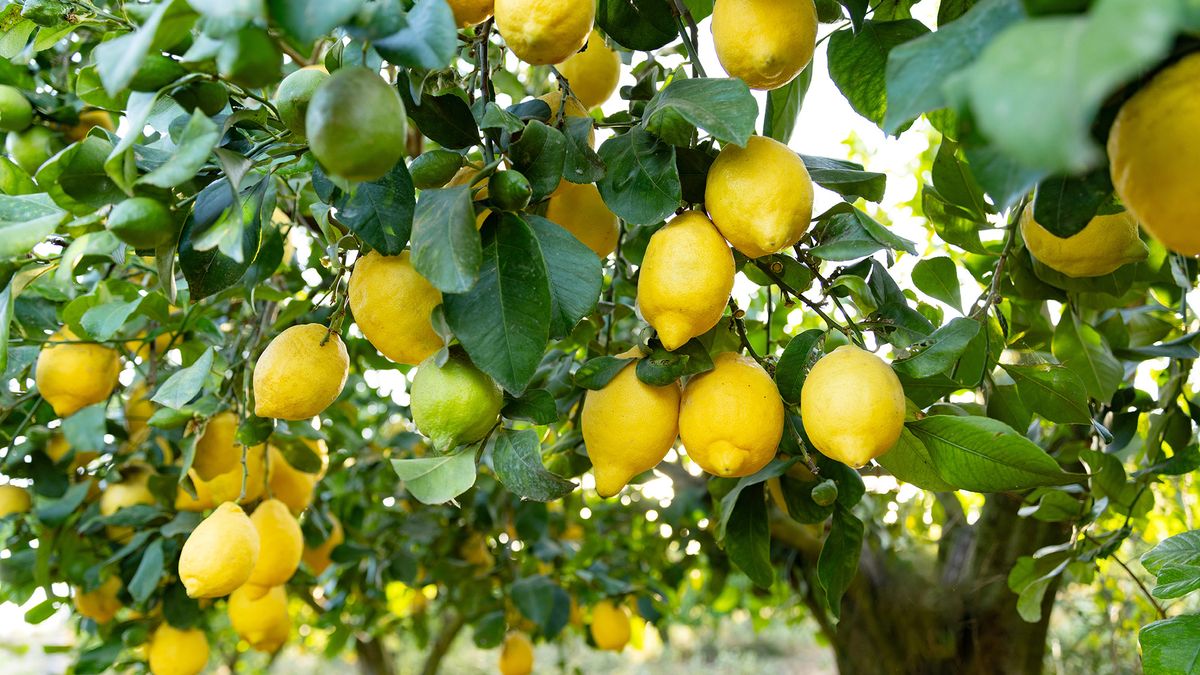How to prepare fruit trees for winter | Tom's Guide