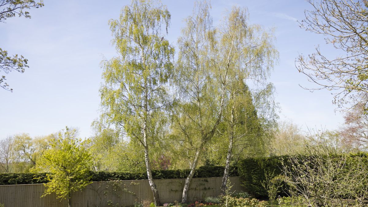 How to prune birch trees - expert tips for safe trimming | Homes and ...