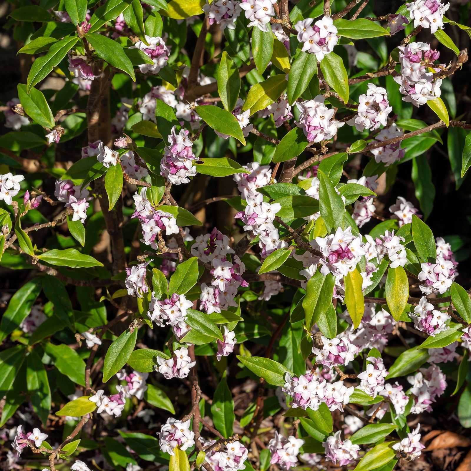 6 best scented plants for a relaxing garden | Ideal Home