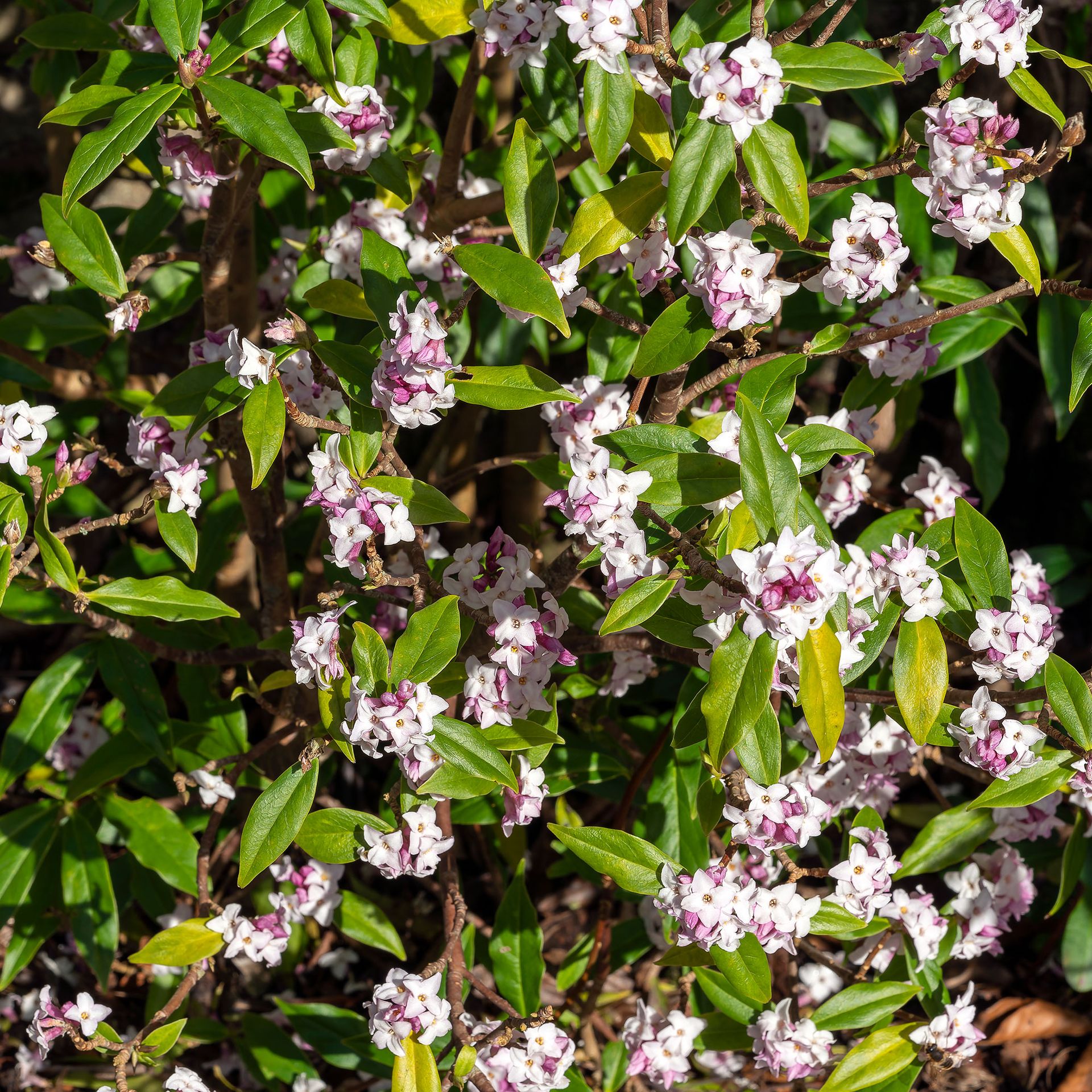 6 best scented plants for a relaxing garden | Ideal Home