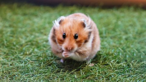 25 best first pets for children | PetsRadar