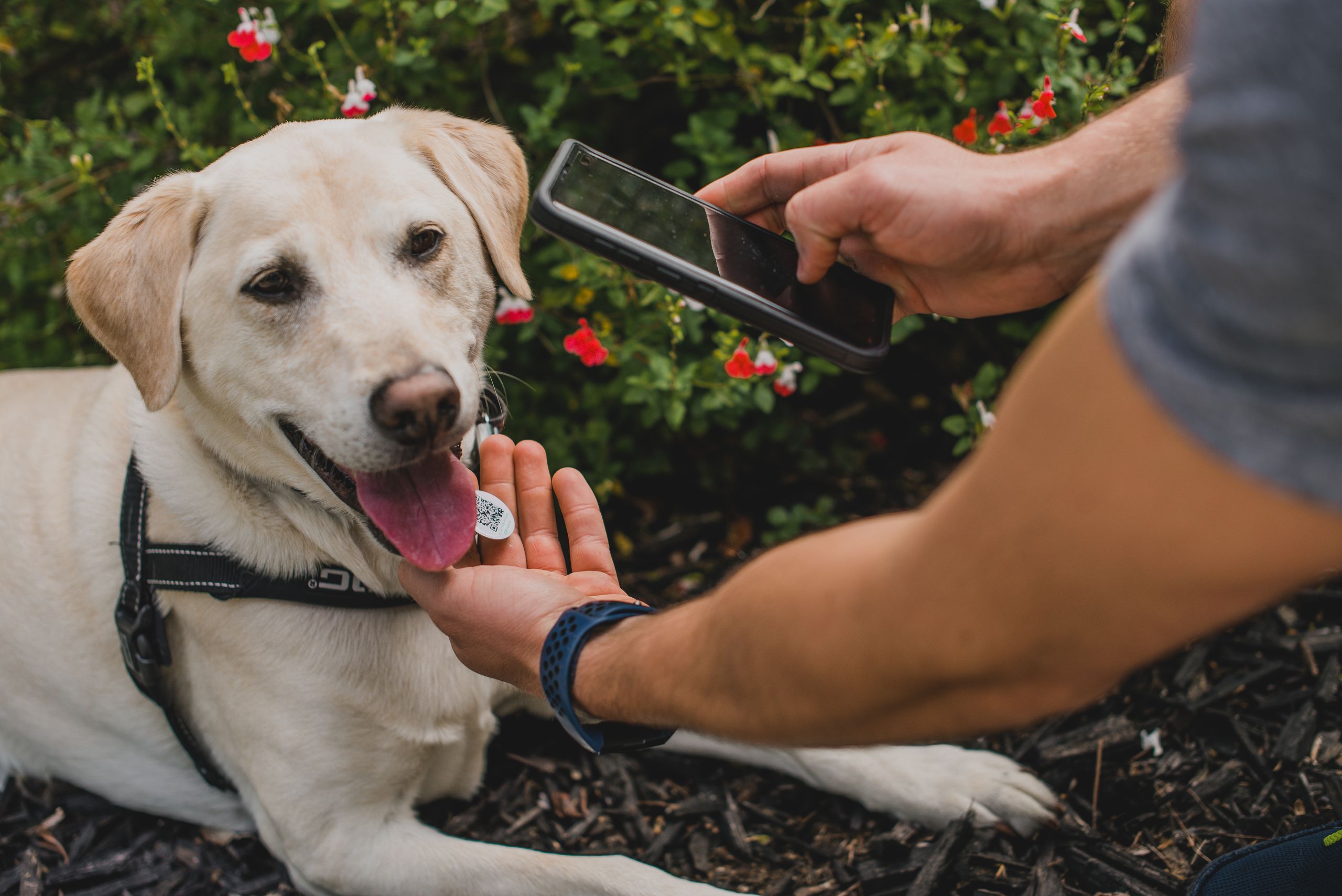 This pet tracking device can help you find your lost dog faster | Real ...