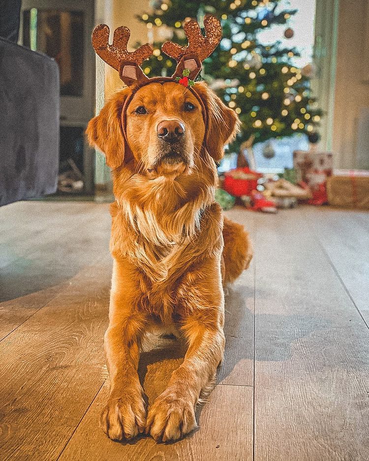 21 pet photography ideas to inspire you all-year round | PetsRadar