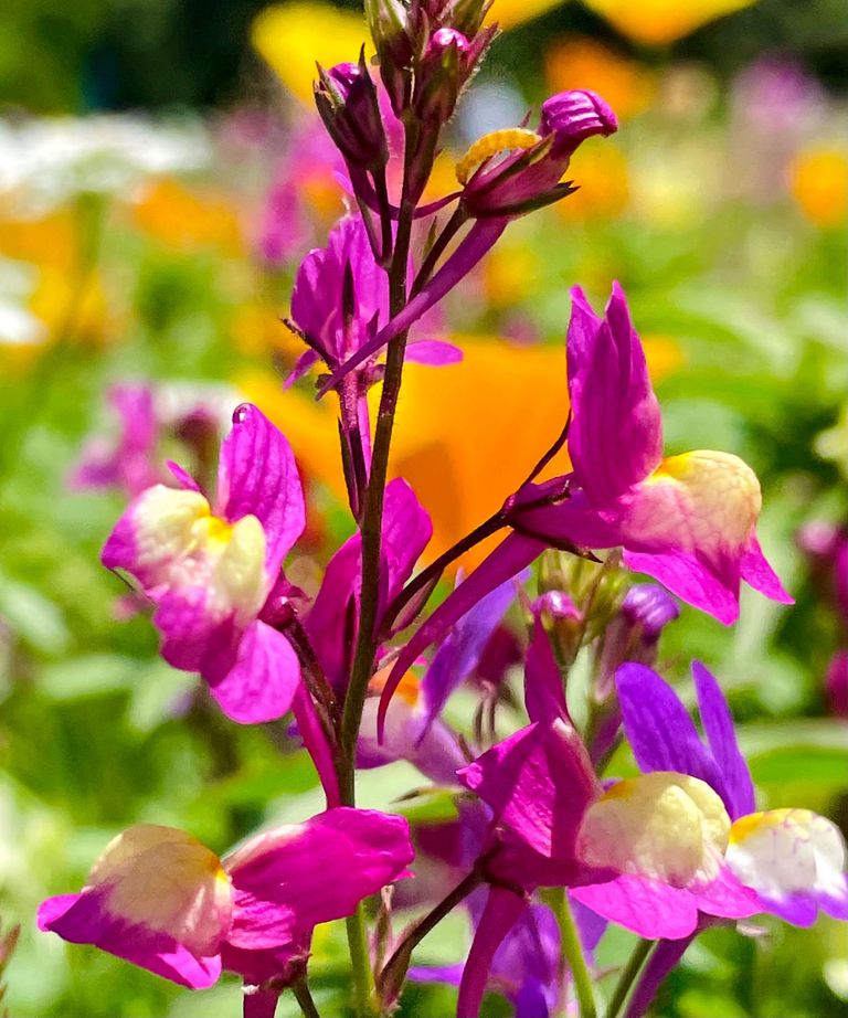 Grow These 10 Full Sun Hummingbird Plants For Happy Hummers | Gardening ...