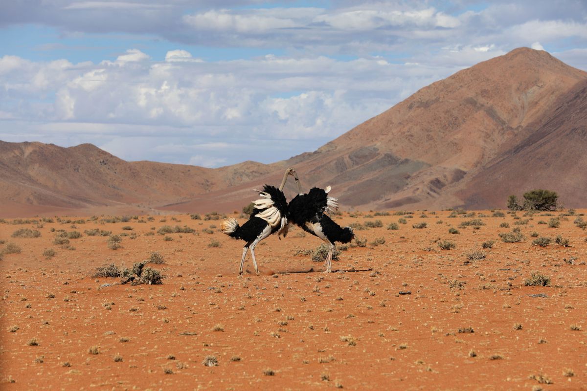 The Mating Game: release date, animals in Attenborough show | What to Watch