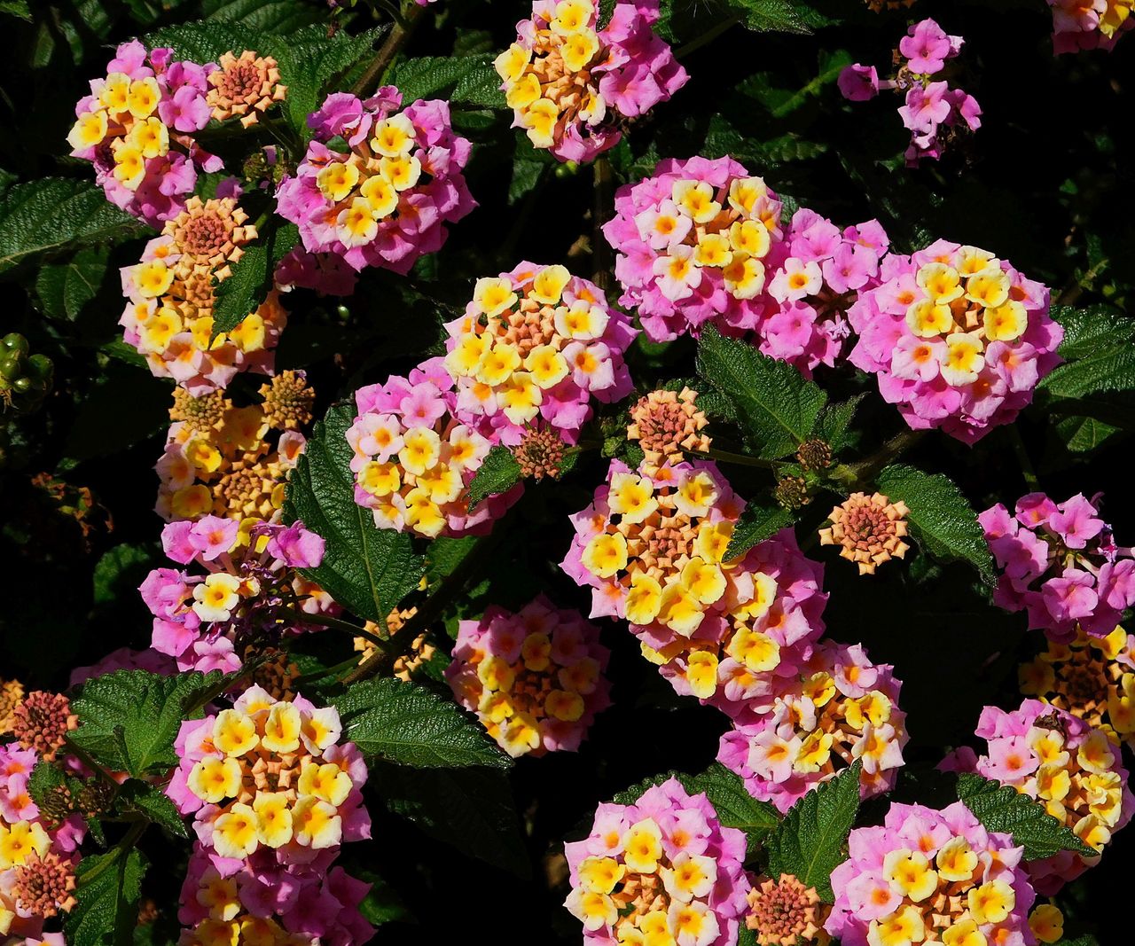How to grow lantana: expert advice | Homes and Gardens
