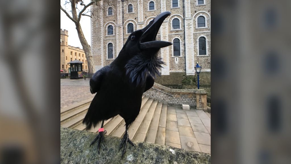Raven 'queen' missing from Tower of London, feared dead | Live Science