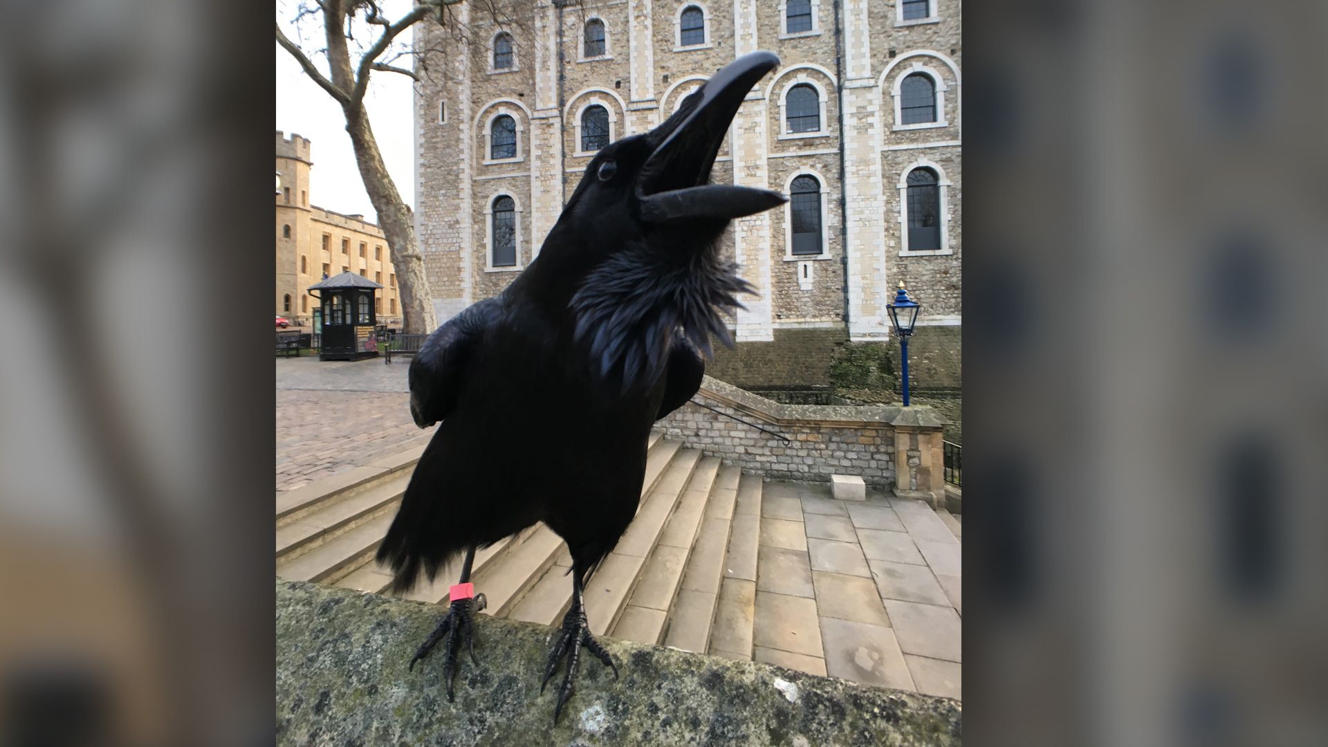 Raven 'queen' missing from Tower of London, feared dead | Live Science