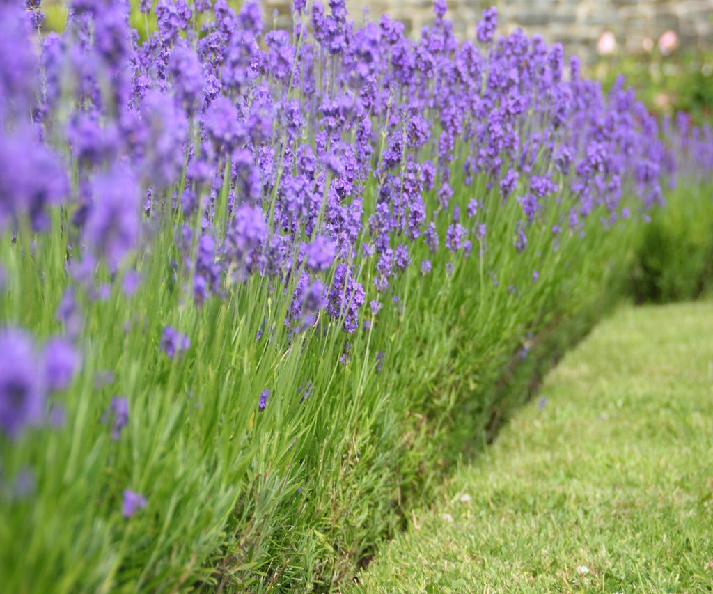 Best flowering hedges: 12 plants for beautiful boundaries | Homes and ...