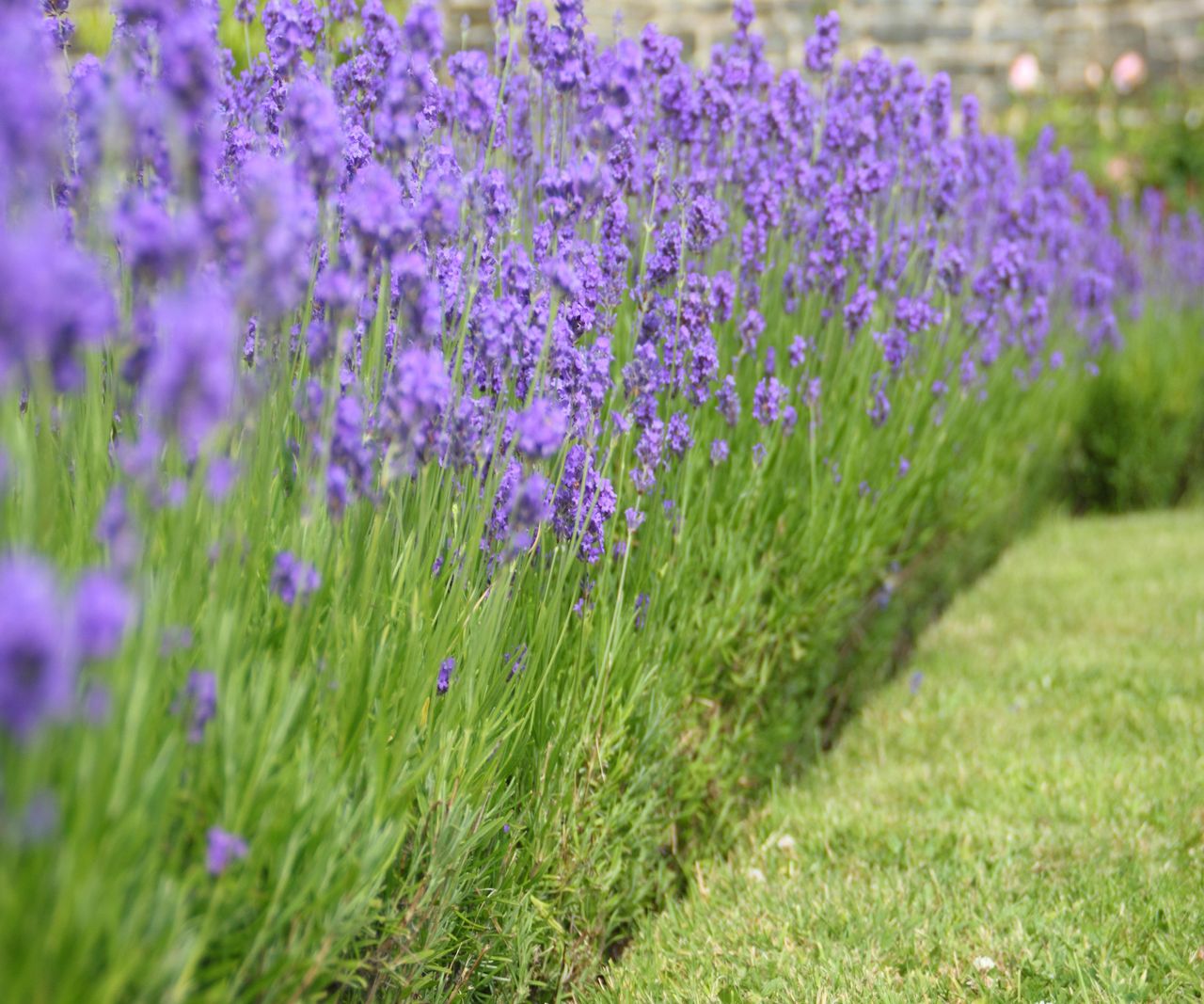 Best flowering hedges: 12 plants for beautiful boundaries | Homes and ...