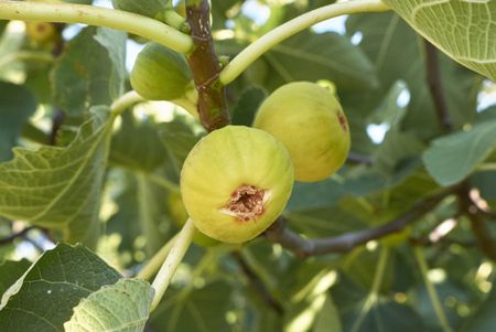 Tips & Information about Fig Trees | Gardening Know How