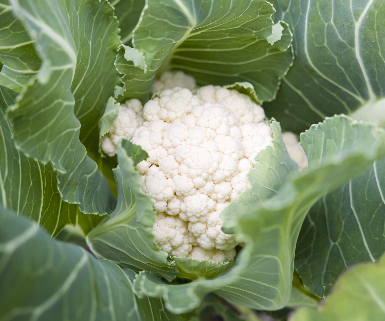 Vegetables to plant in October - 7 great crops to choose | Homes and ...