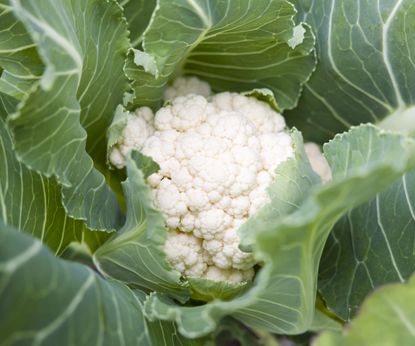 When to harvest cauliflower and how to do it succesfully | Homes and ...