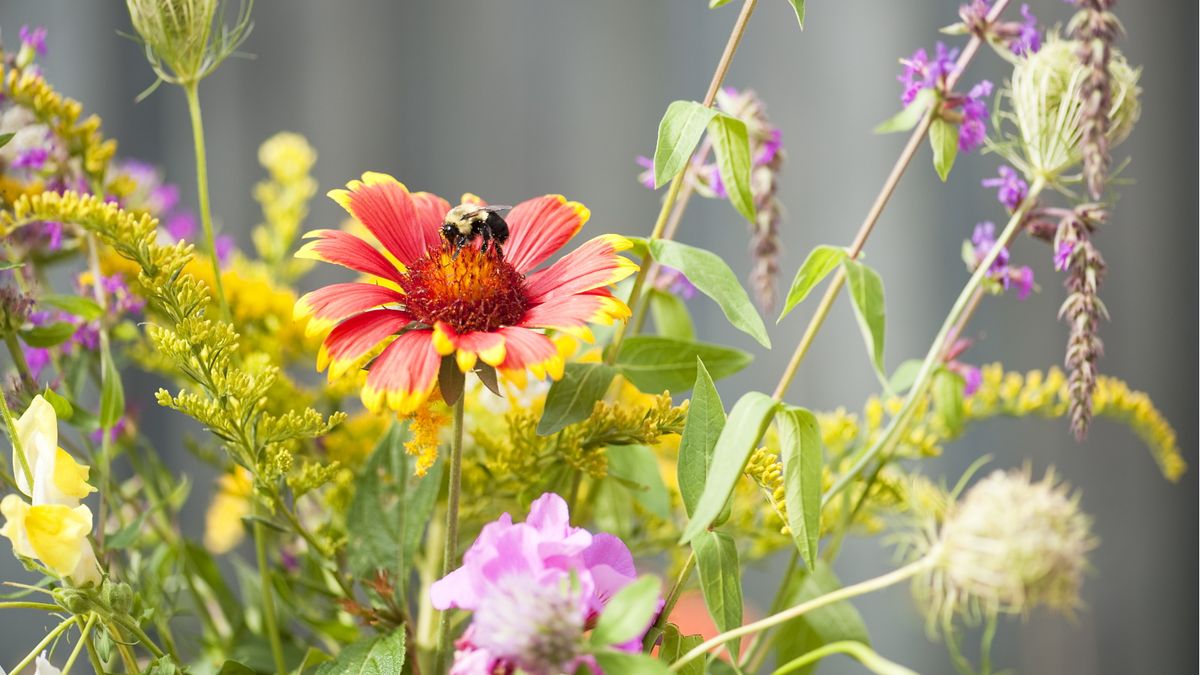 Best container plants for pollinators: 7 nectar-rich blooms | Homes and ...