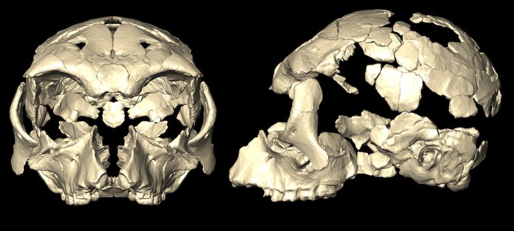 New Arrivals: Top 10 Newfound Species of 2015 Named | Live Science