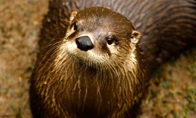 Otters' penises are shrinking — and why yours might be too | The Week