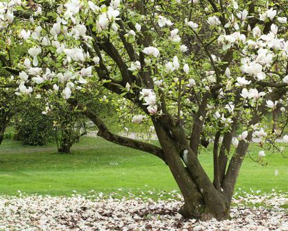 Best evergreen trees: 17 ways to add color and structure | Gardeningetc
