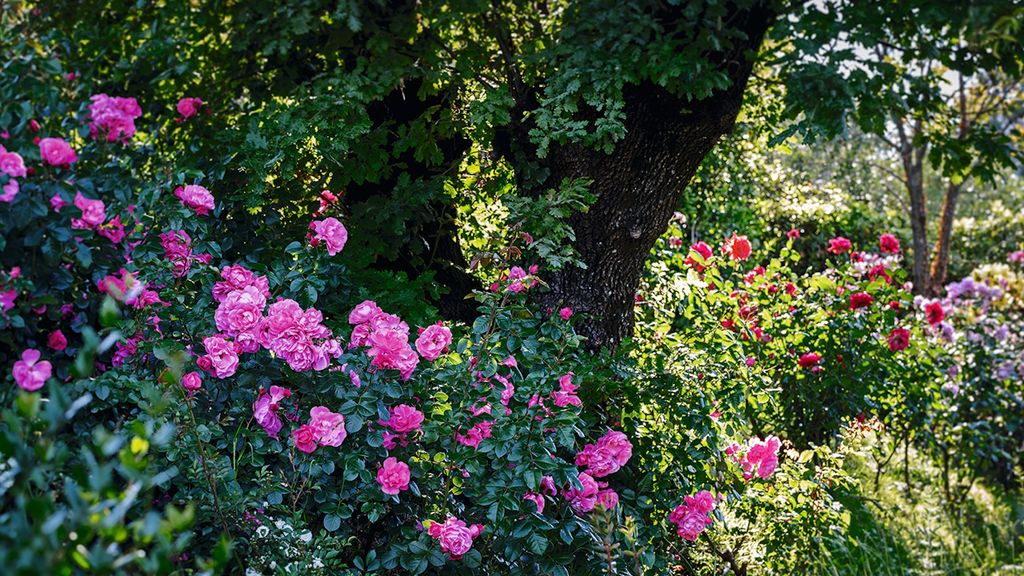 How to cut an overgrown hedge - a guide to proper pruning | Homes and ...