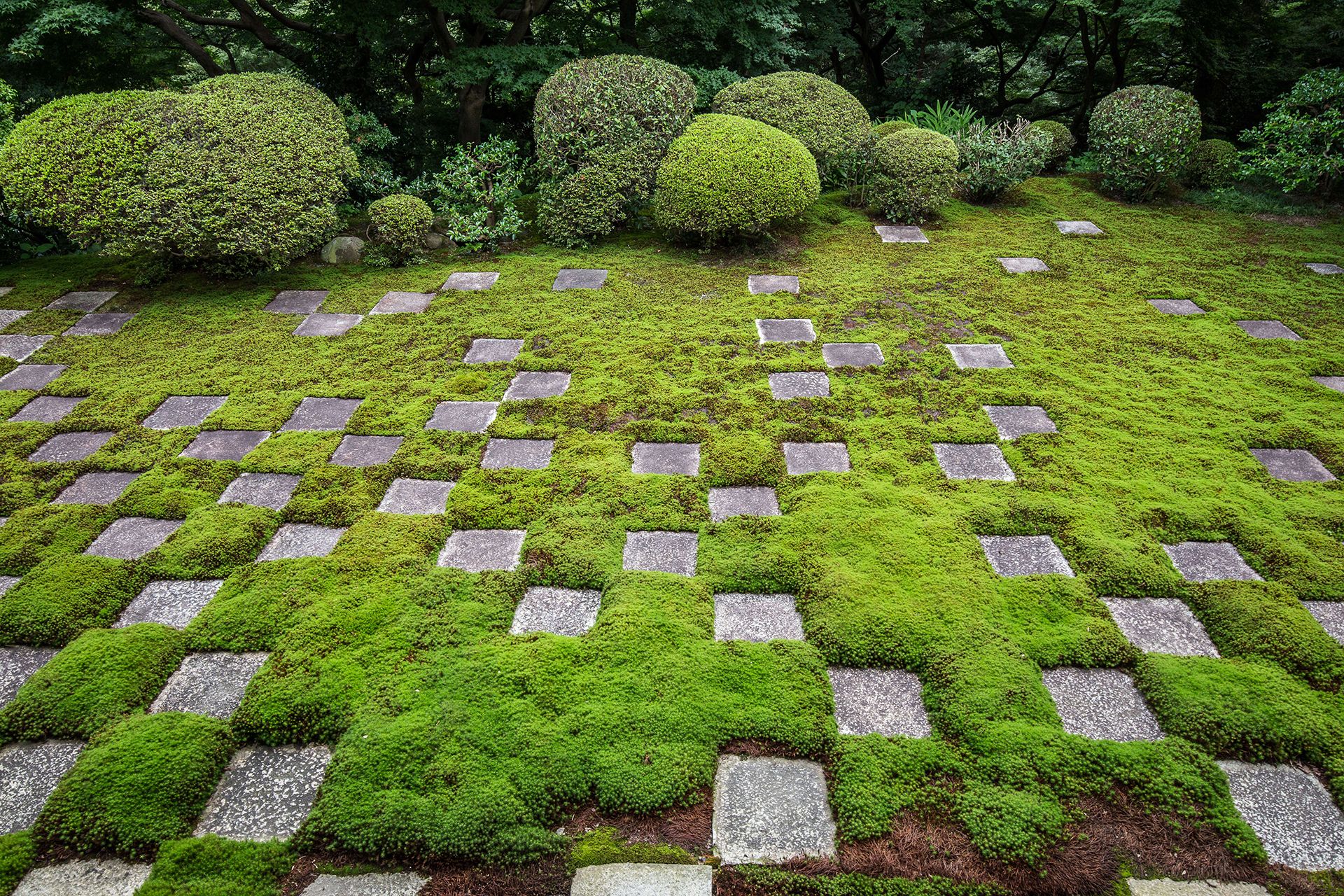 Moss garden: a guide to growing moss in your garden | Homes and Gardens