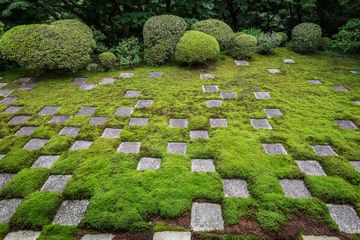 Moss garden: a guide to growing moss in your garden | Homes and Gardens