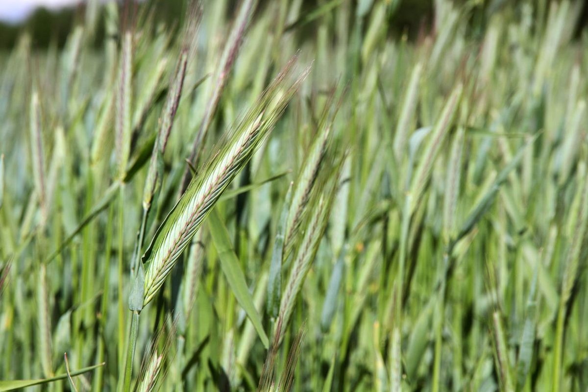 Planting Cereal Grain Rye – Growing Rye For Food In The Home Garden ...