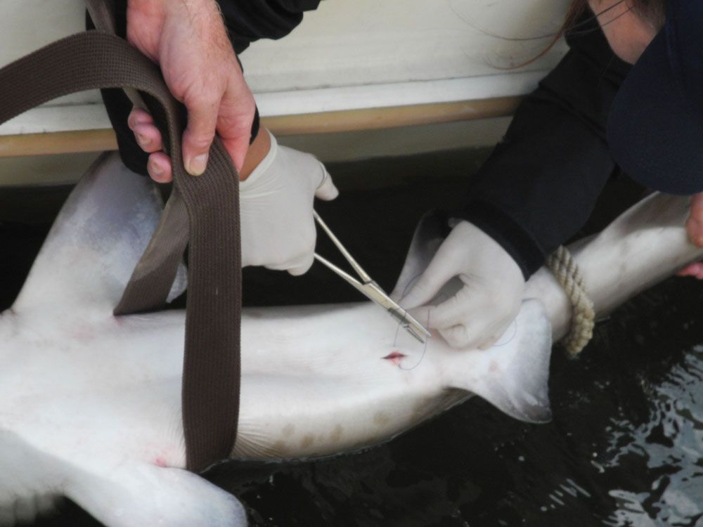 Photos: Baby Sand Tiger Sharks | Live Science