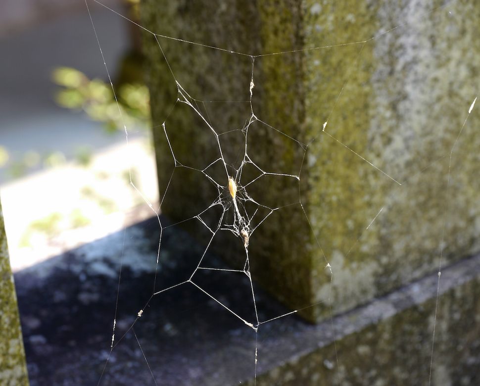 Walking Dead: How Wasp Overlords Control Spider Zombies | Live Science