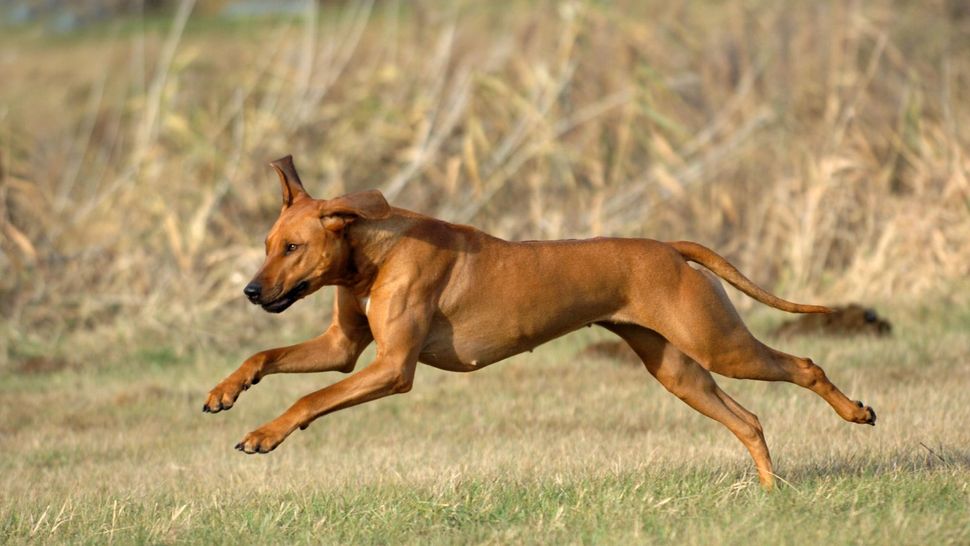 Sighthounds: What they are and the different types | PetsRadar